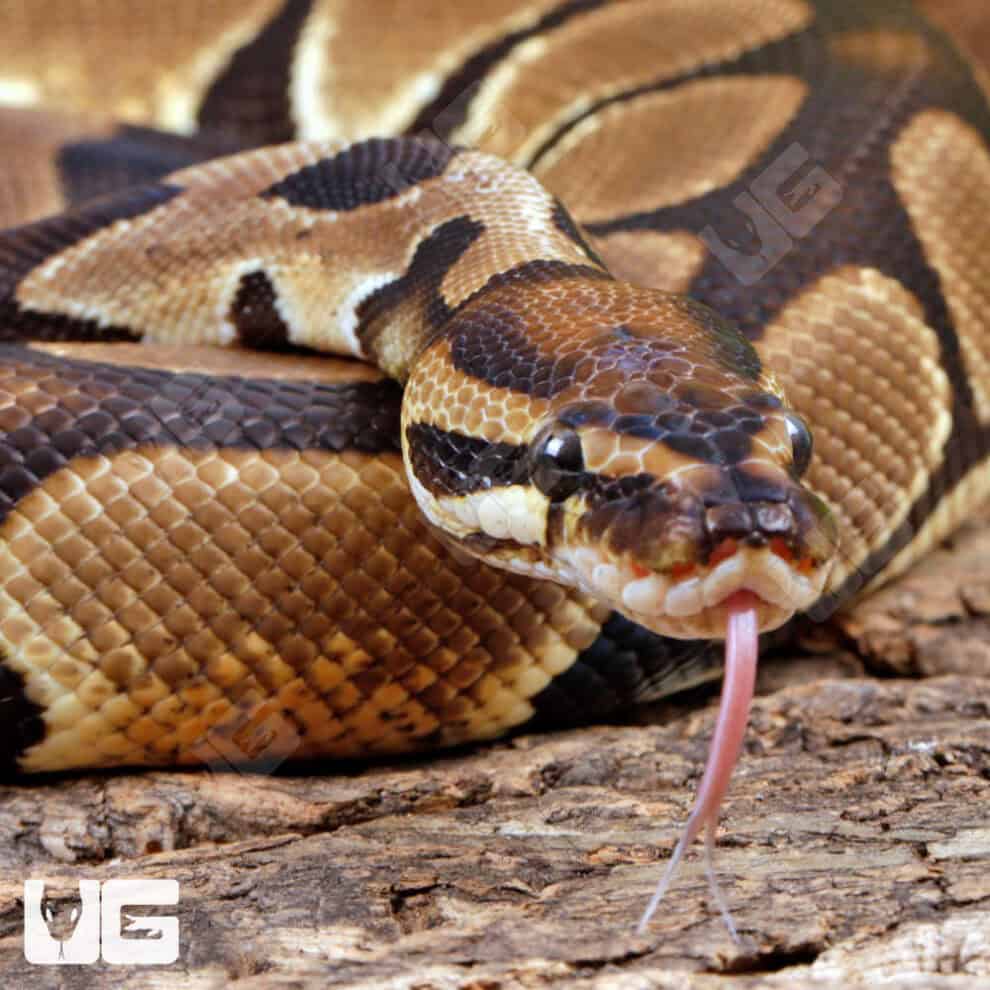 Ball Pythons For Sale - Underground Reptiles