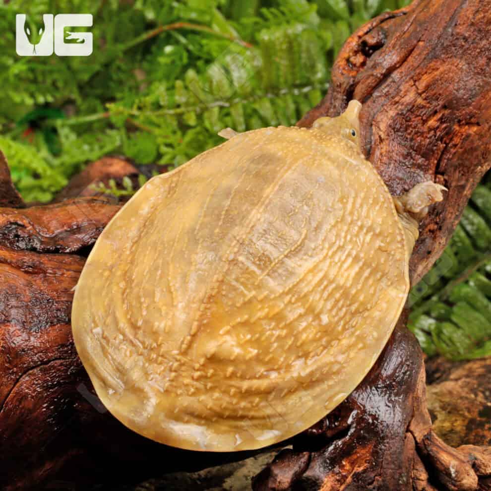 Hypo Asiatic Softshell Turtle Pairs for sale - Underground Reptiles