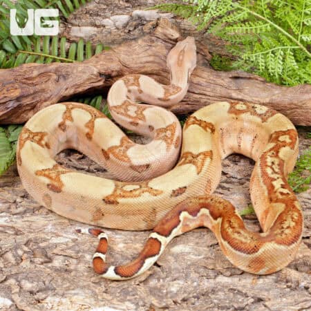 Hypo Het Albino Blood Boa For Sale - Underground Reptiles
