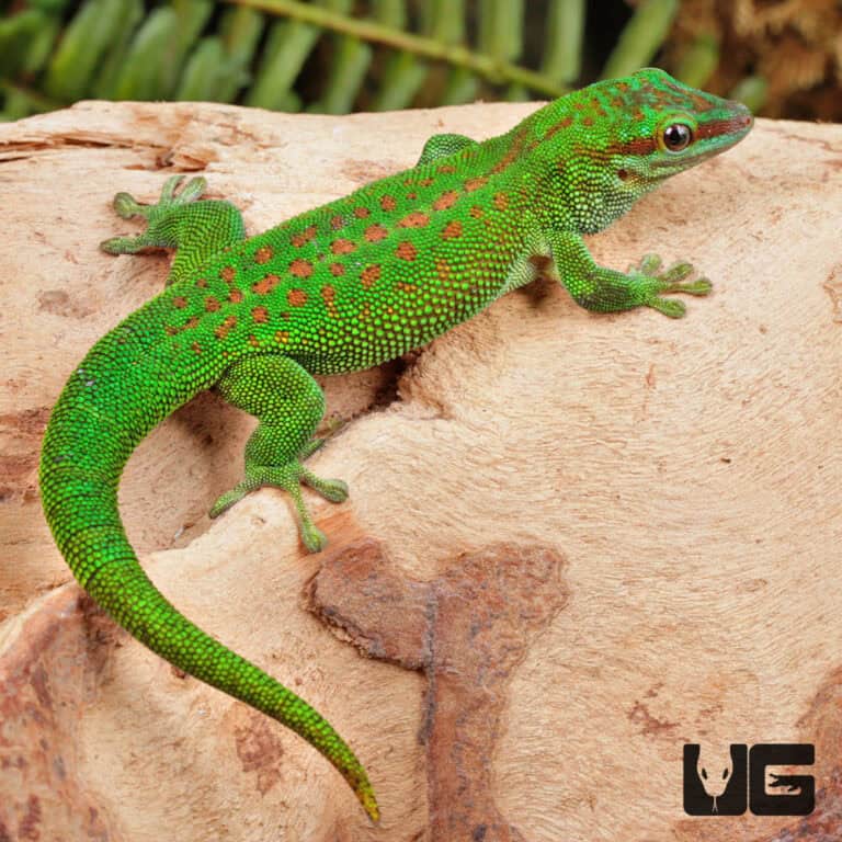 Madagascar Giant Day Gecko For Sale - Underground Reptiles