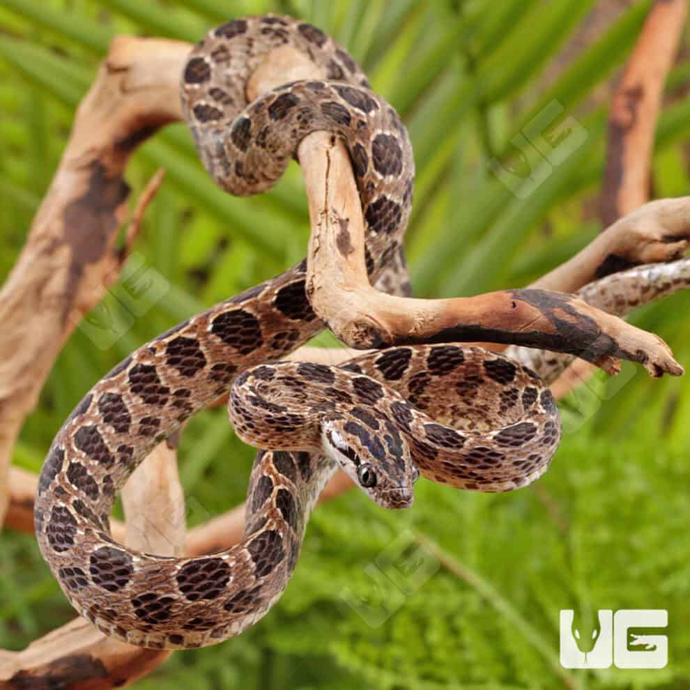 Many Spotted Cat Snakes For Sale - Underground Reptiles
