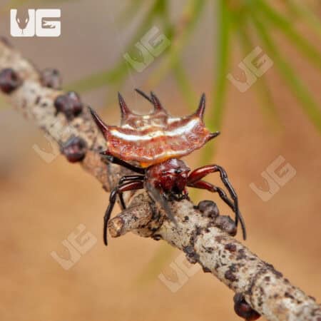 Nigerian Crown Spider For Sale - Underground Reptiles