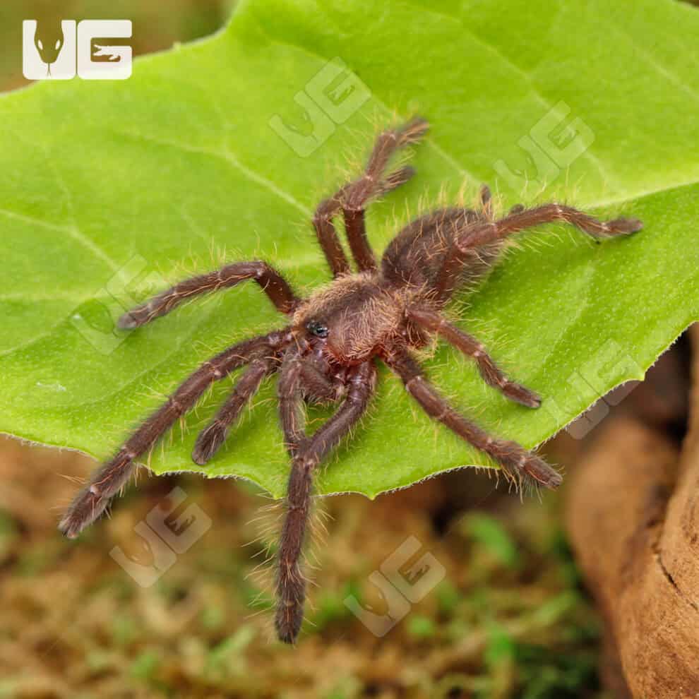 Phan Cay Blue Tarantula (1.5'') For Sale - Underground Reptiles