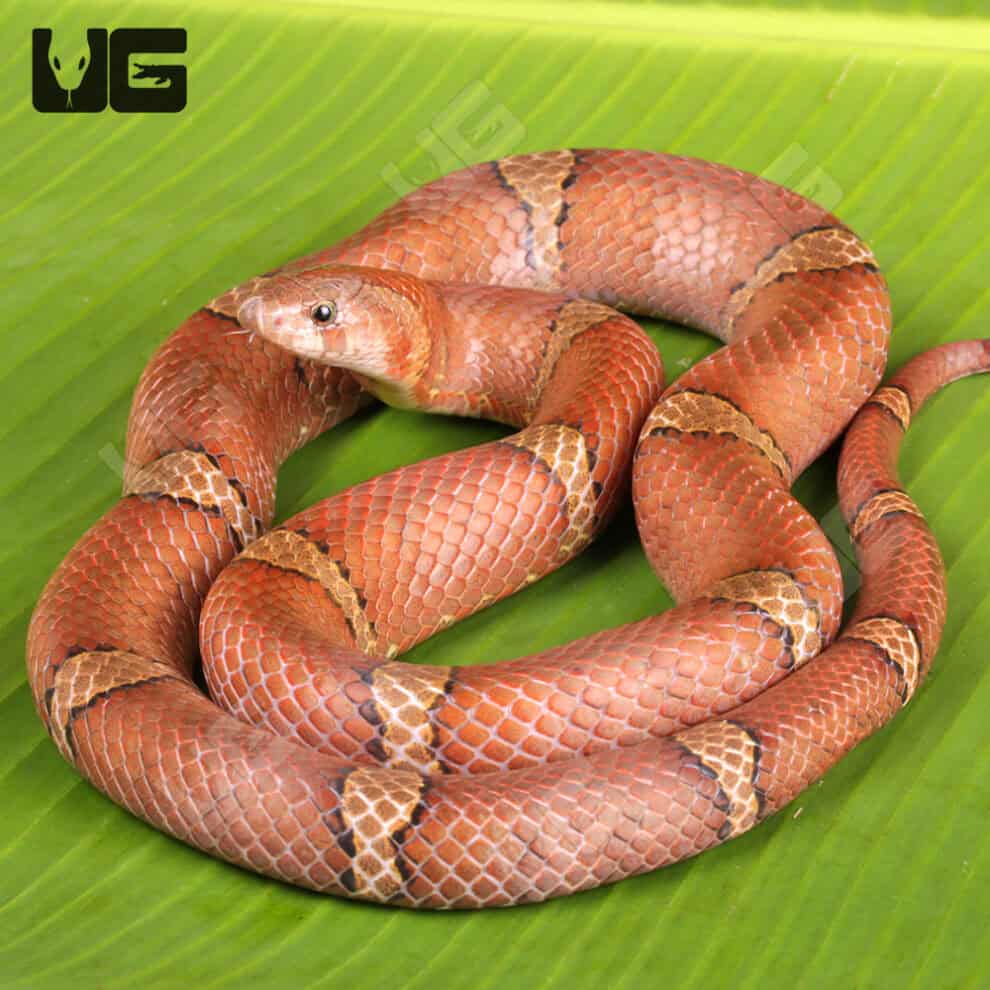 Red Kukri Snakes for sales For Sale - Underground Reptiles