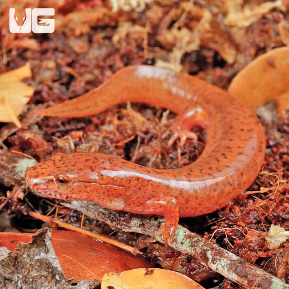 Red Spring Salamanders For Sale - Underground Reptiles