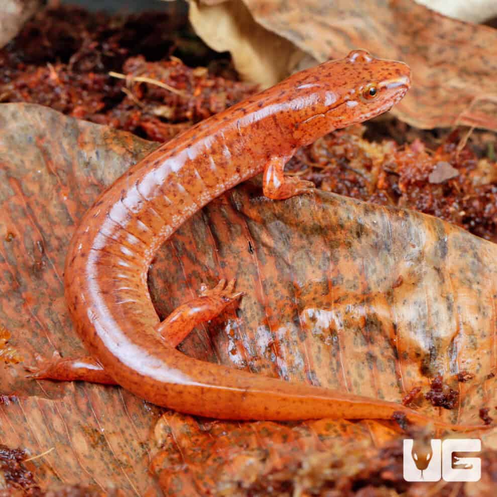 Red Spring Salamanders For Sale - Underground Reptiles