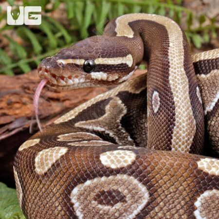 Ball Pythons For Sale - Underground Reptiles