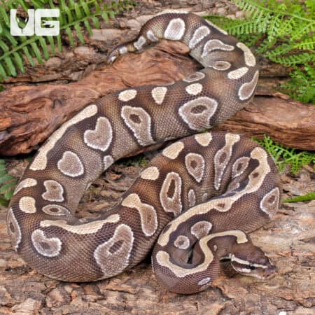 Ball Pythons For Sale - Underground Reptiles