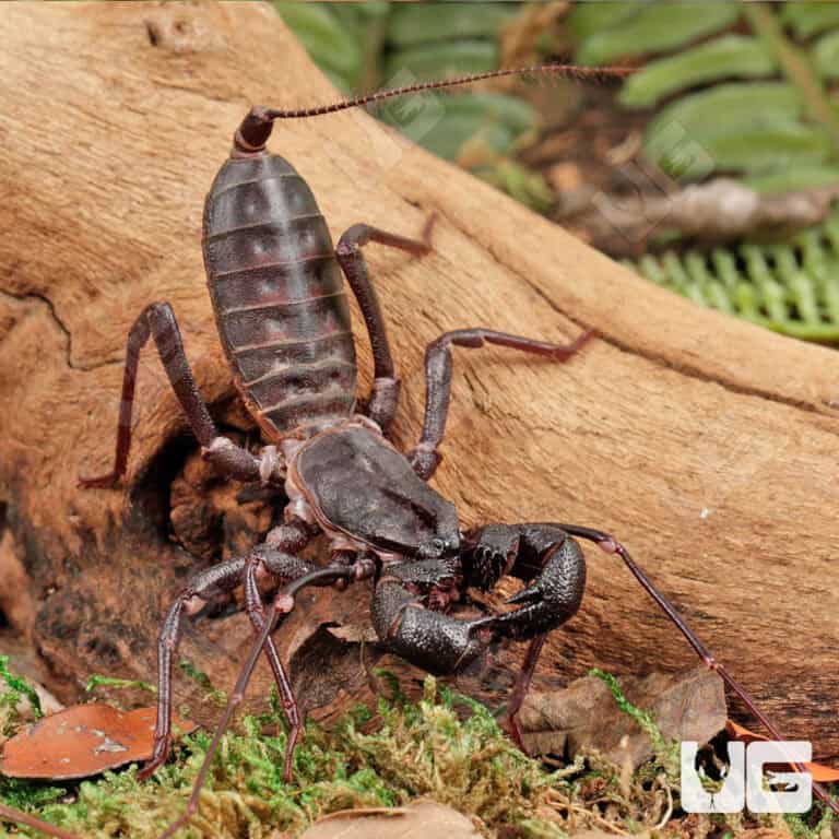 Scorpions, Vinegaroons & Whiptails For Sale - Underground Reptiles