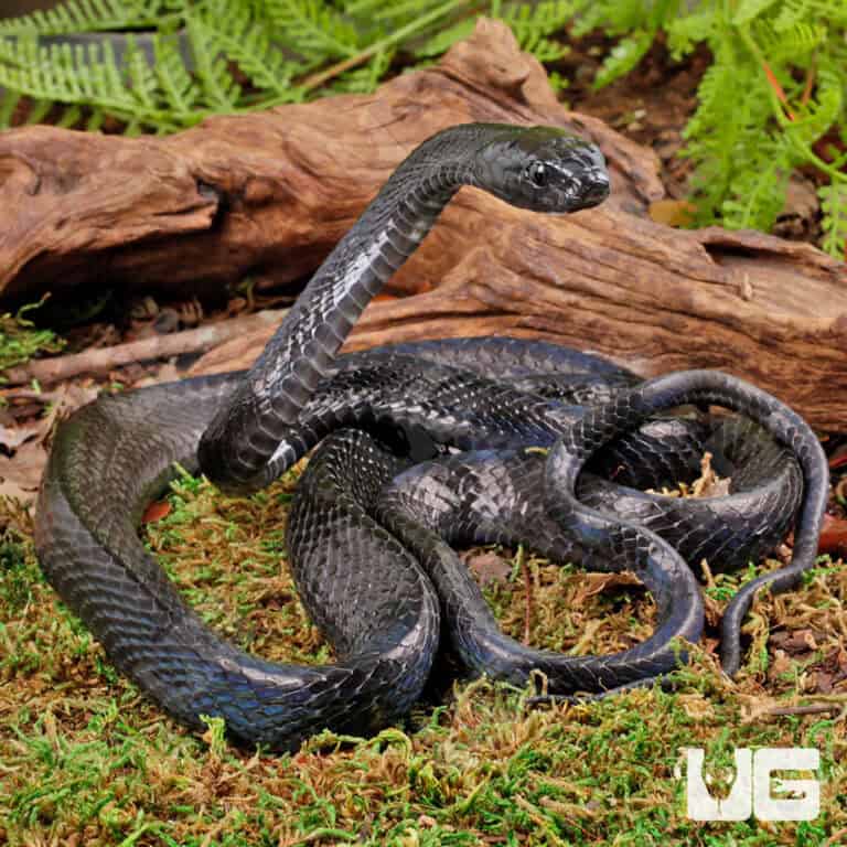 Sulawesi Mangrove Snakes For Sale - Underground Reptiles