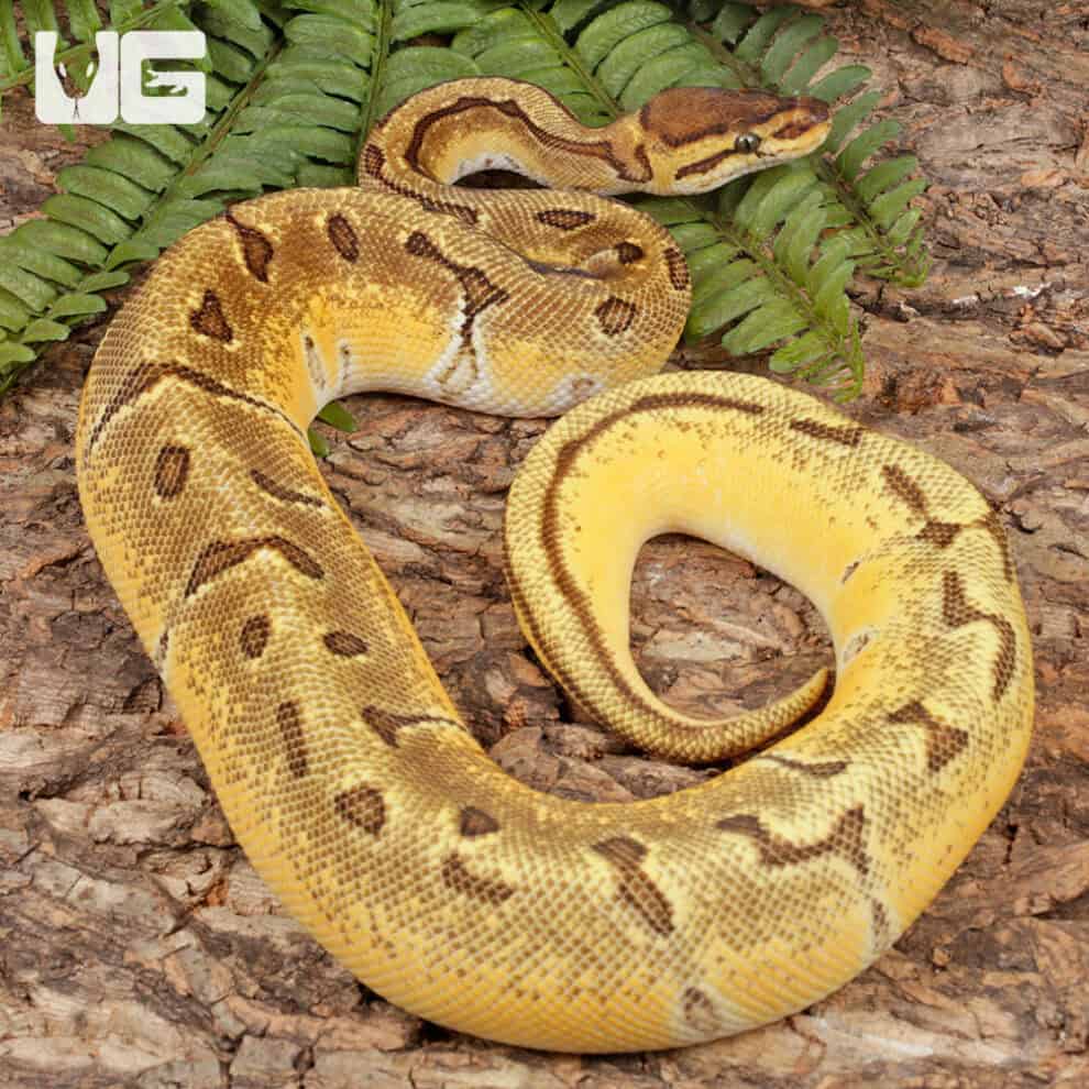 Super Orange Dream Enchi Ball Python For Sale - Underground Reptiles