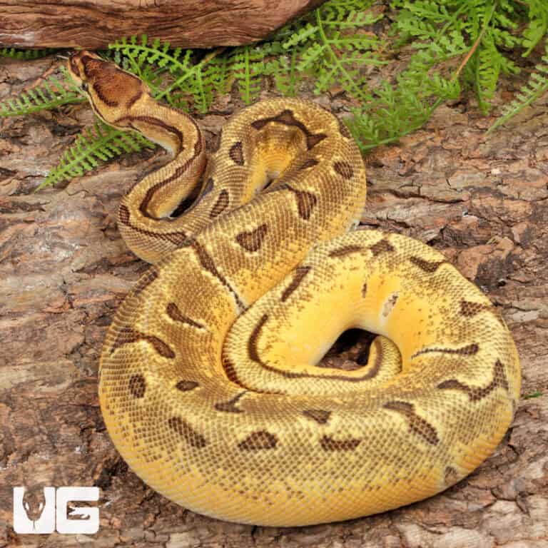 Super Orange Dream Enchi Ball Python For Sale - Underground Reptiles