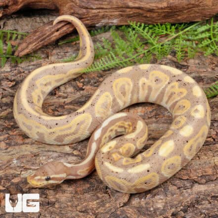Ball Pythons For Sale - Underground Reptiles
