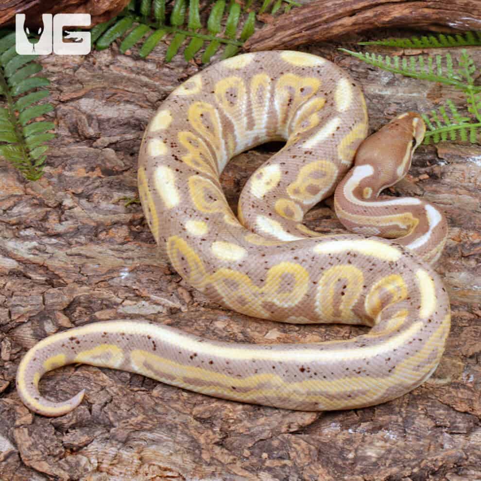 Banana Black Pastel Ball Python For Sale - Underground Reptiles