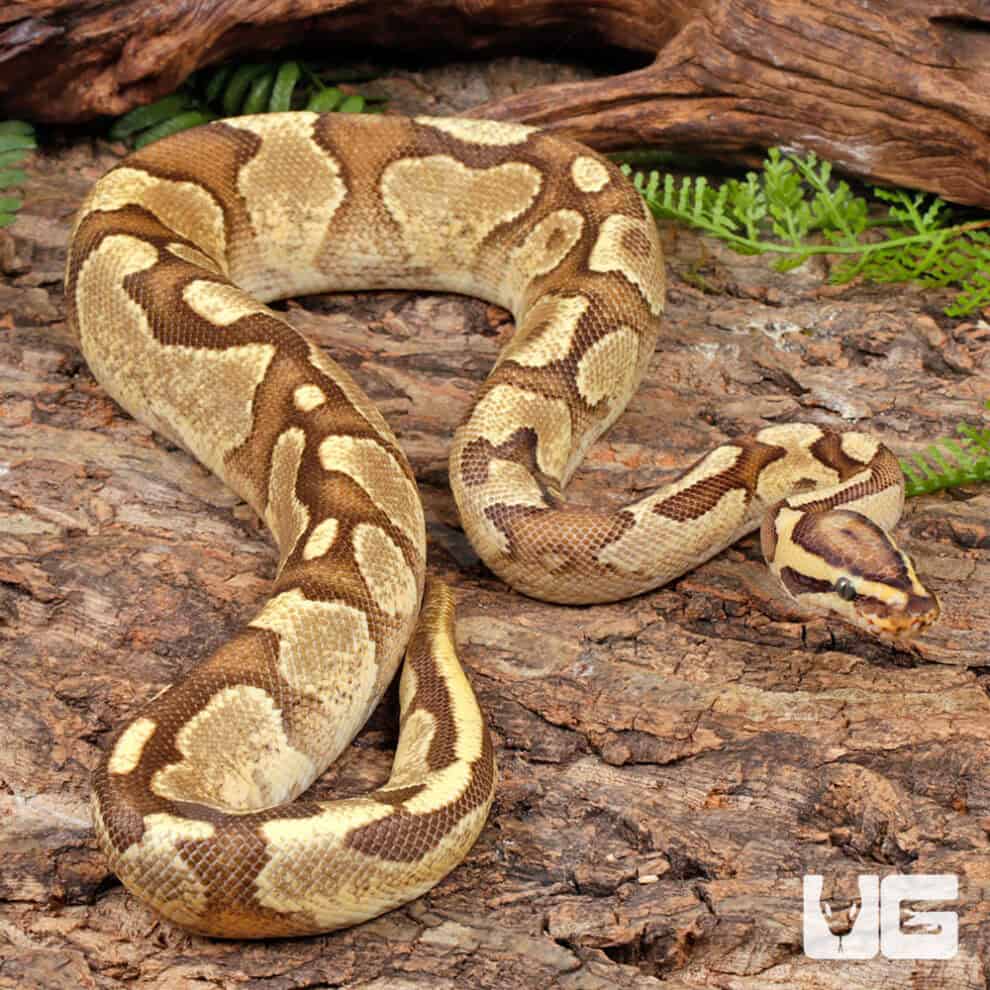 Super Enchi Fire Ball Python For Sale Underground Reptiles