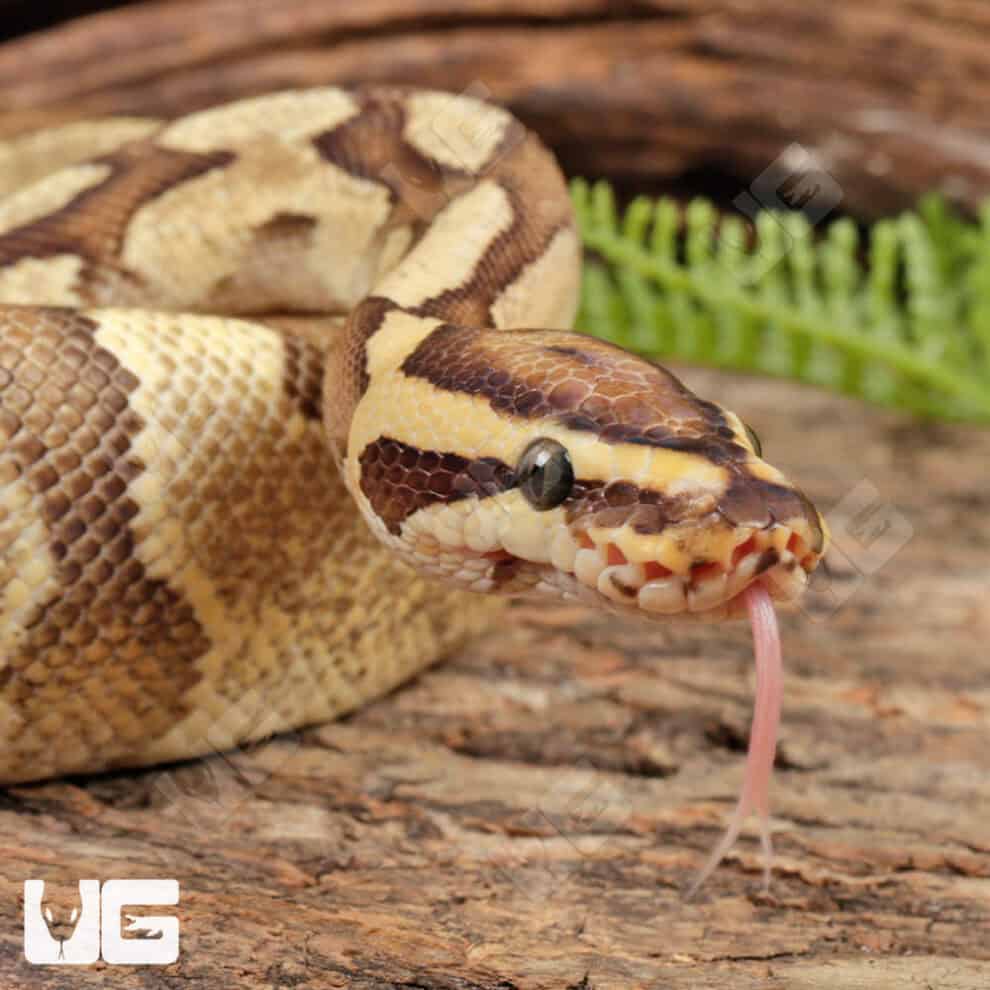 Super Enchi Fire Ball Python For Sale - Underground Reptiles