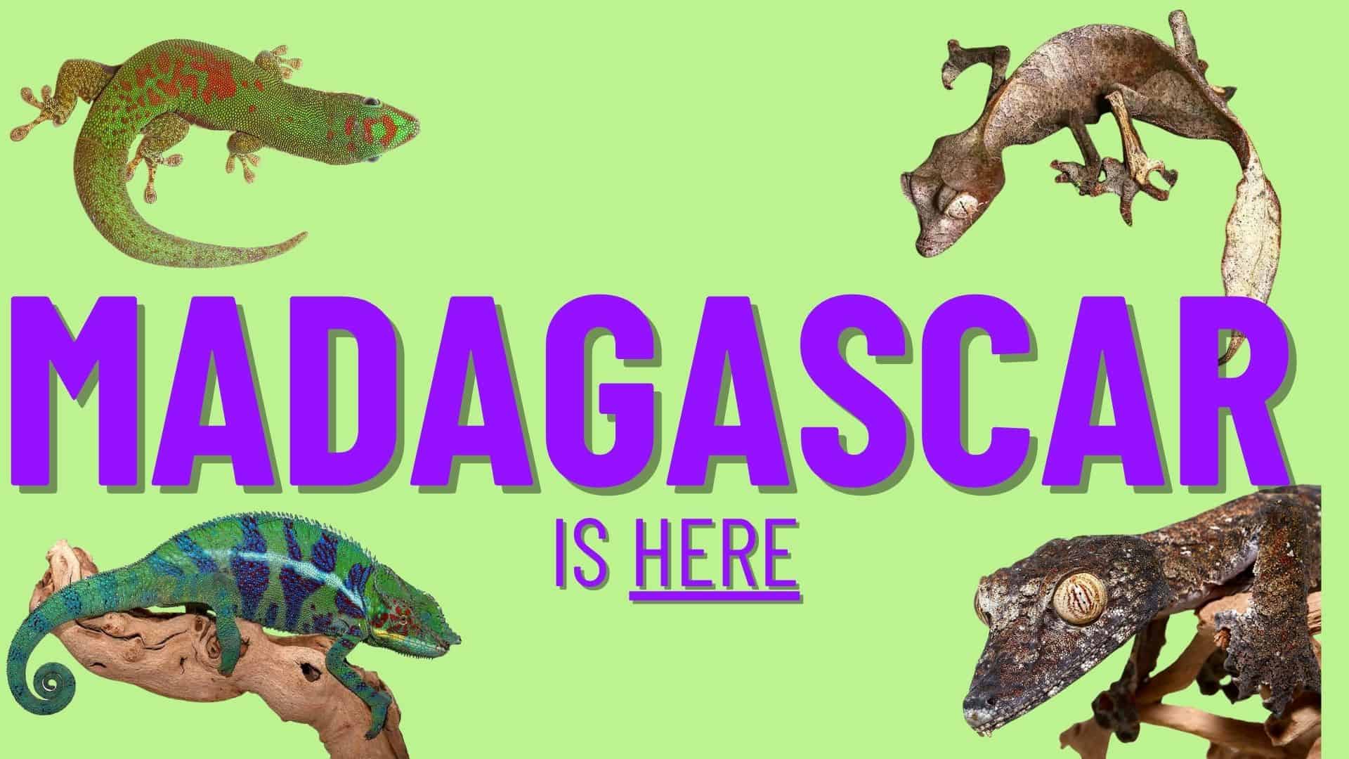 Underground Reptiles - Exotic Reptiles, Amphibians, Lizards and Mammals