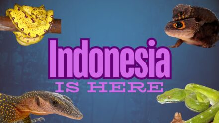 Underground Reptiles - Exotic Reptiles, Amphibians, Lizards and Mammals