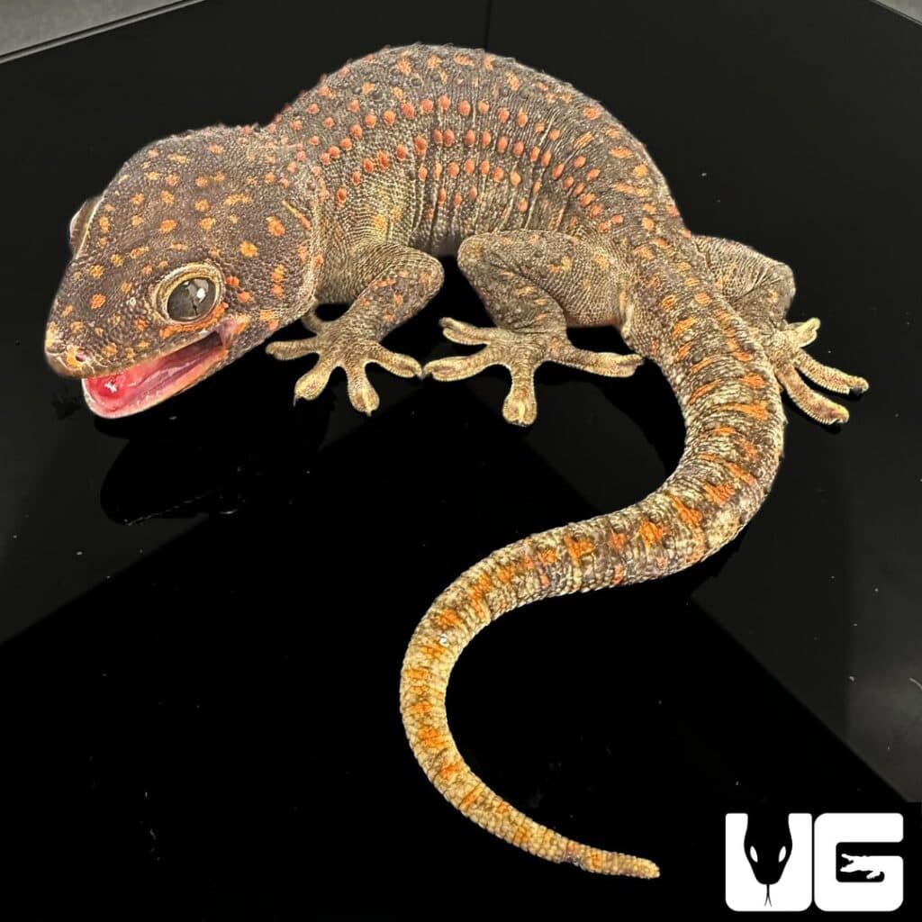 Other Geckos For Sale - Underground Reptiles