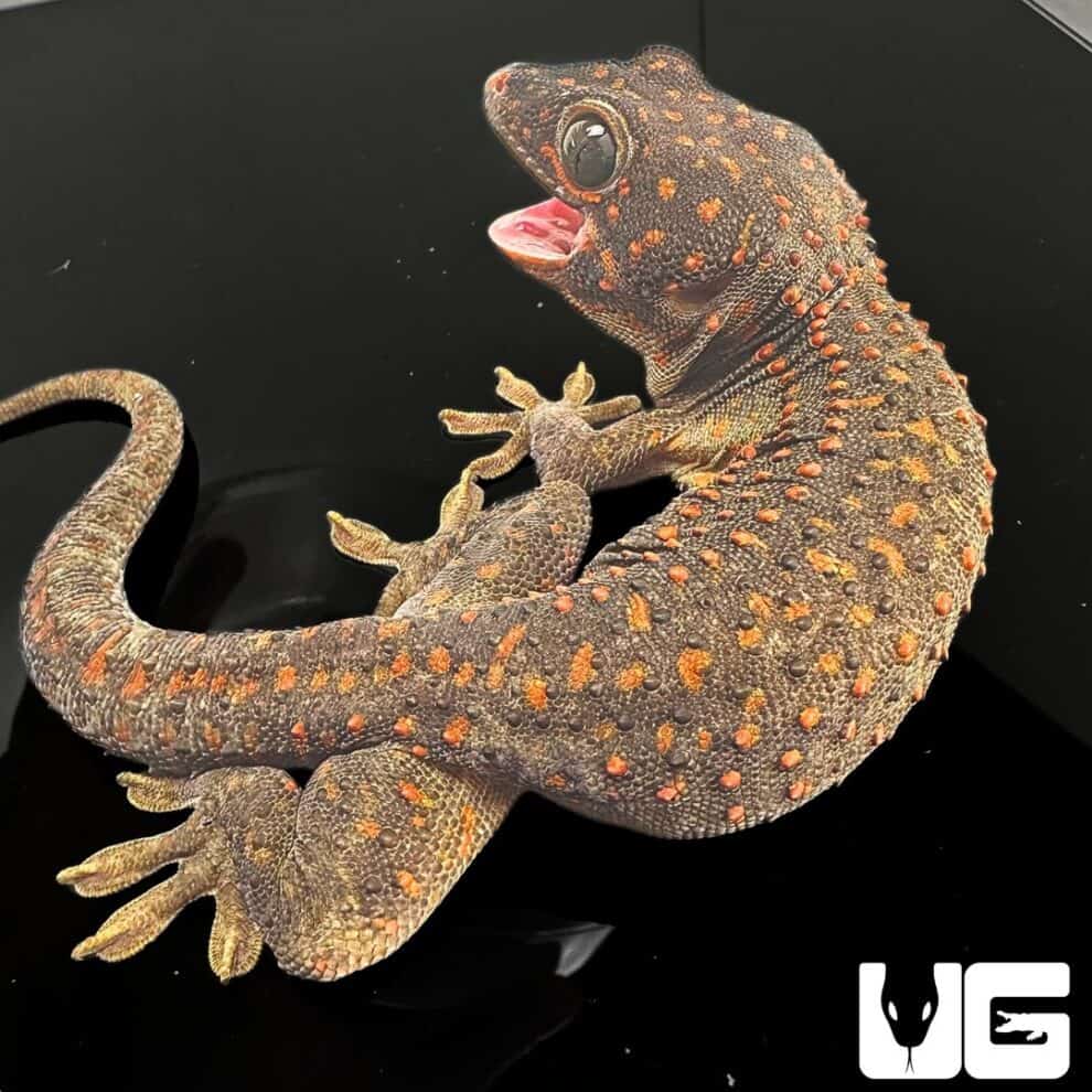 Other Geckos For Sale - Underground Reptiles