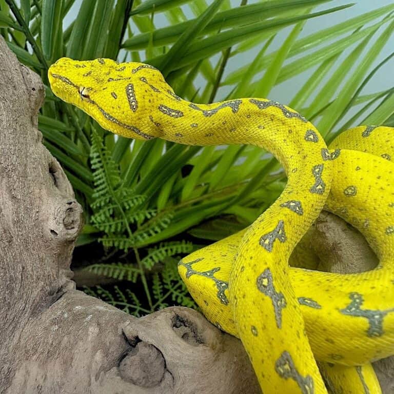 Yearling Manokwari Green Tree Pythons For Sale - Underground Reptiles