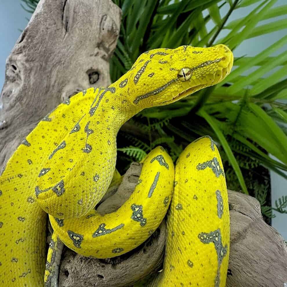 Yearling Manokwari Green Tree Pythons For Sale - Underground Reptiles