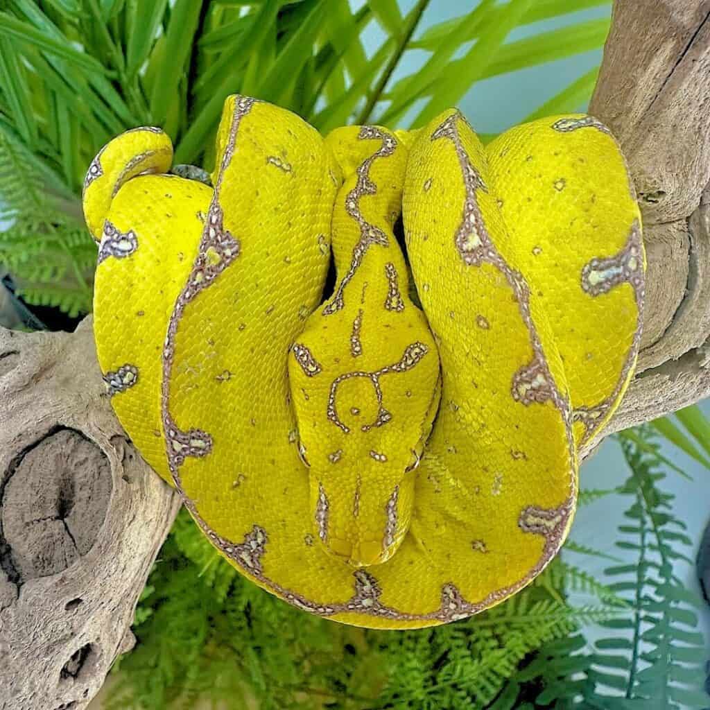 All Snakes For Sale - Underground Reptiles