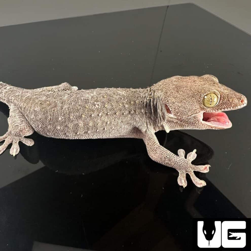 Other Geckos For Sale - Underground Reptiles