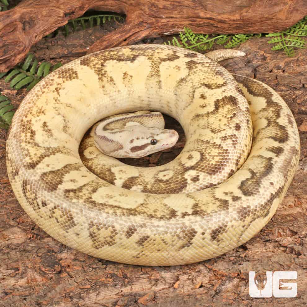 Pastel Vanilla Yellowbelly Ball Python For Sale - Underground Reptiles