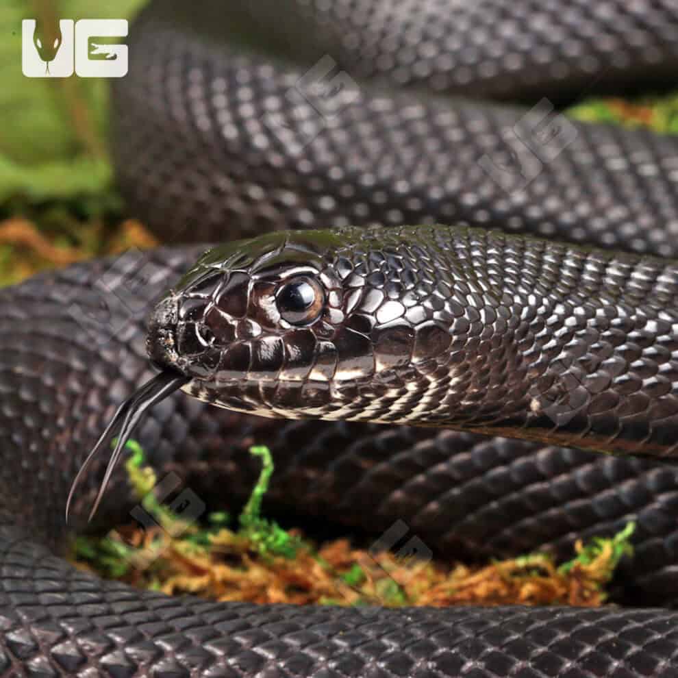2022 Black Pine Snake for sale - Underground Reptiles
