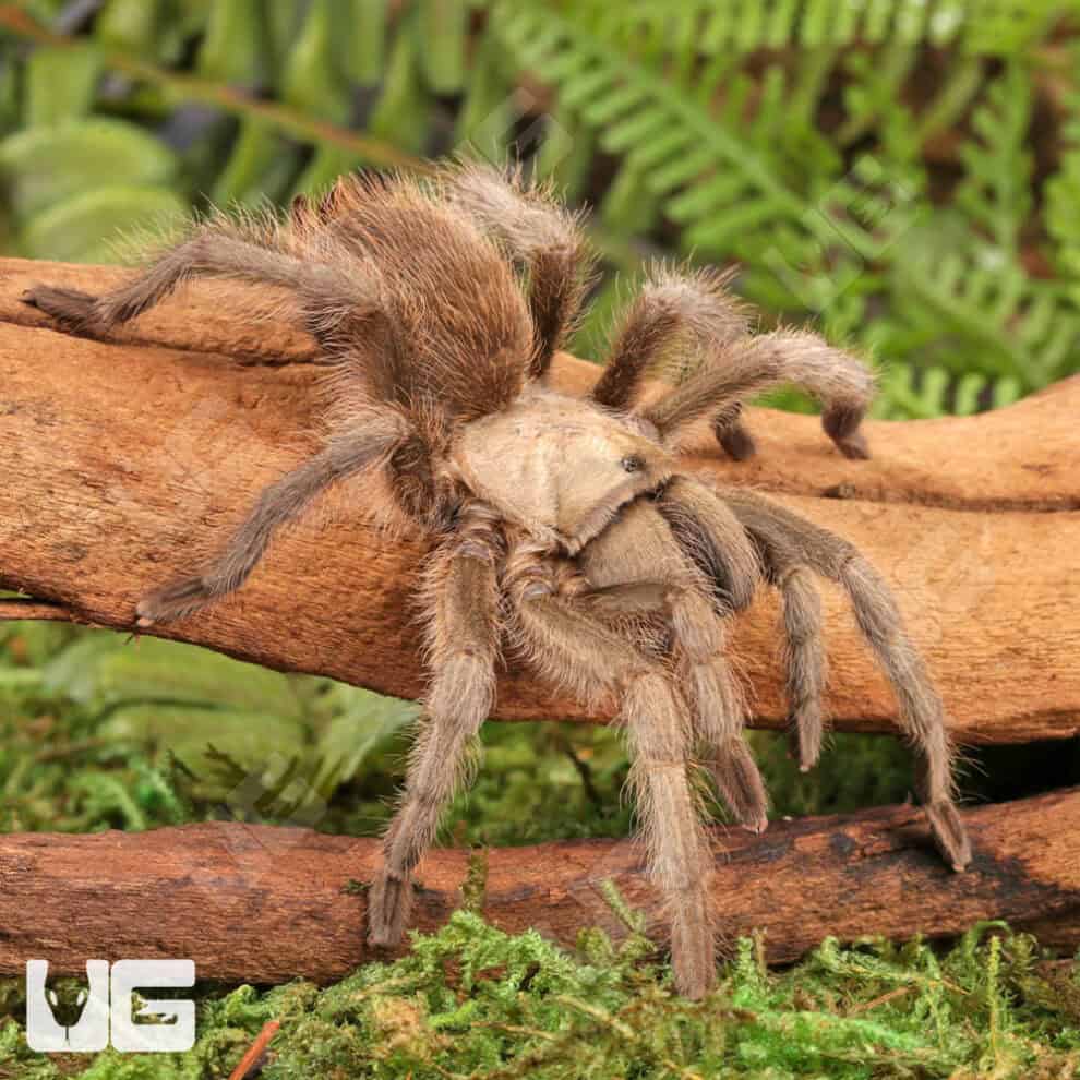 Tarantulas & Spiders Archives - Underground Reptiles