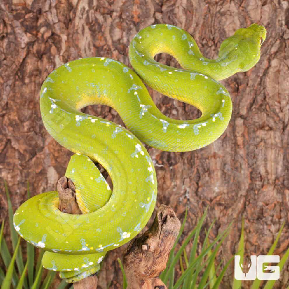 Green Tree Pythons For Sale - Underground Reptiles