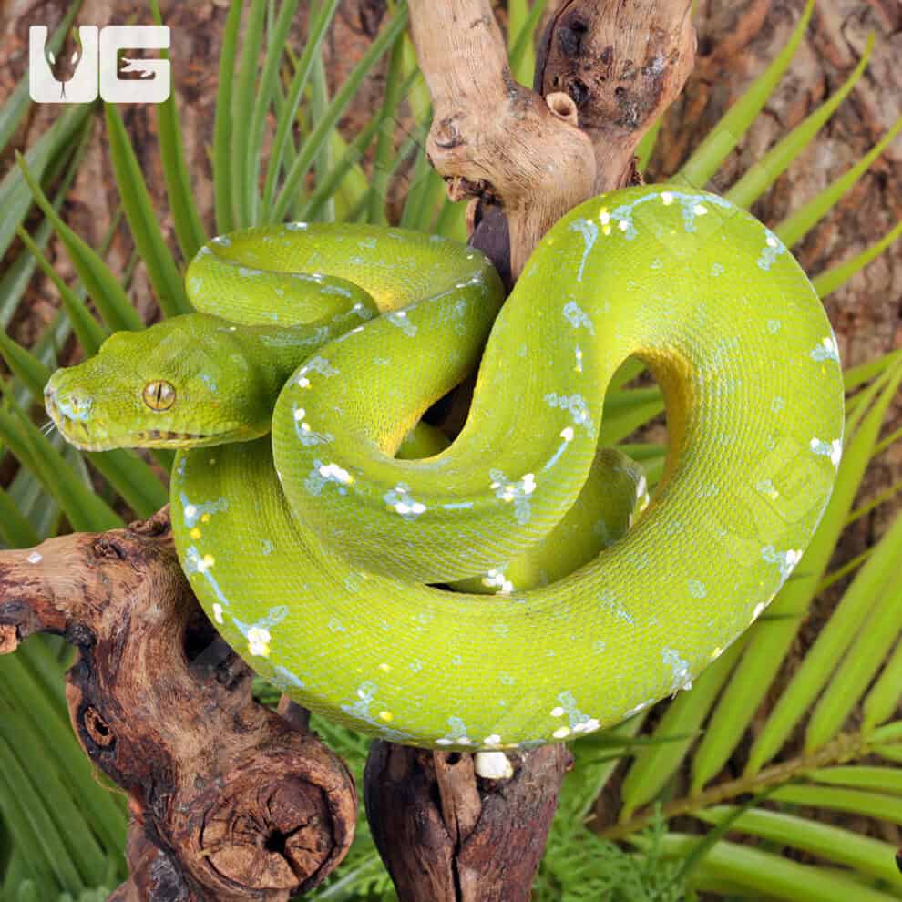 Sorong Green Tree Pythons (Morelia viridis) For Sale - Underground Reptiles