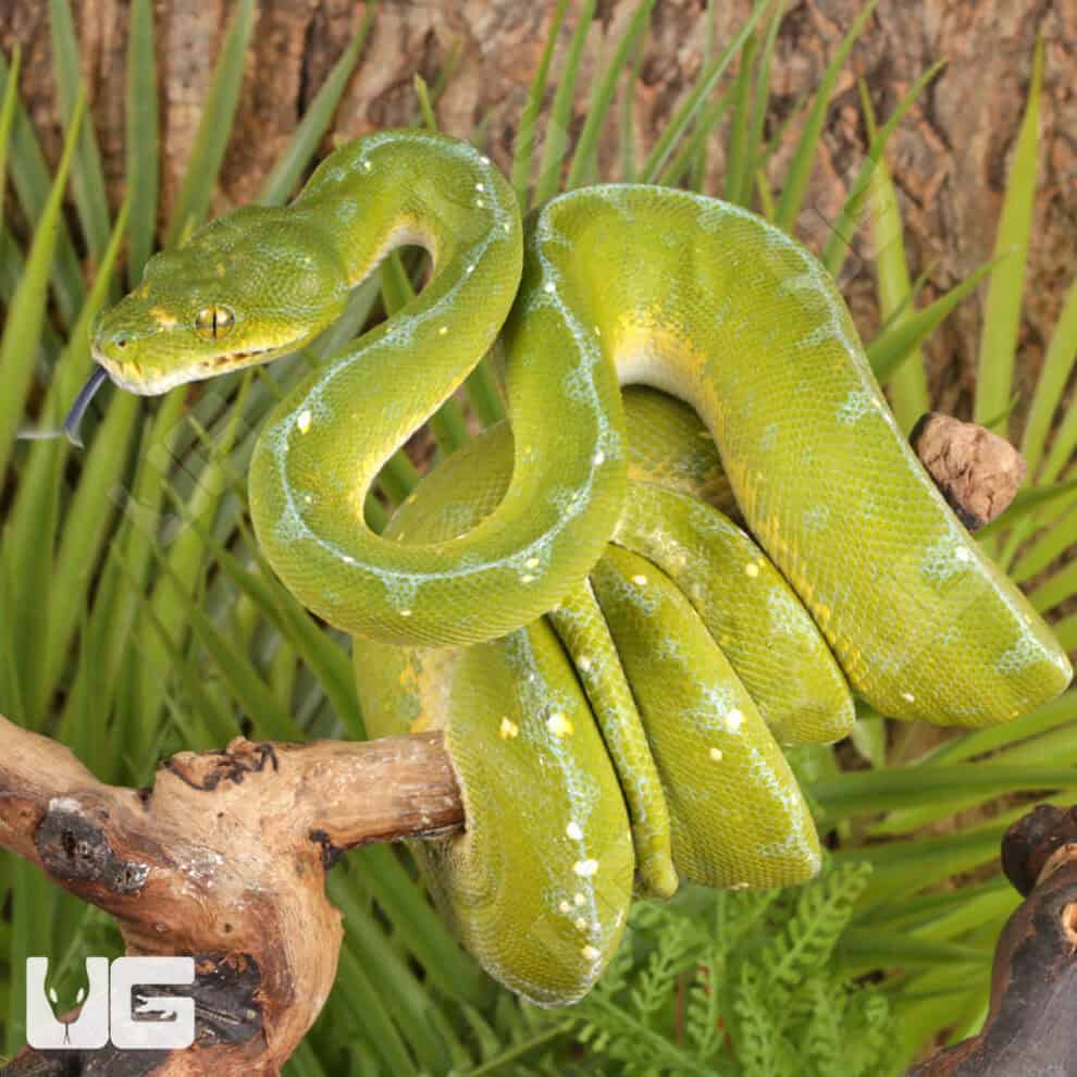 Sorong Green Tree Pythons (Morelia viridis) For Sale - Underground Reptiles