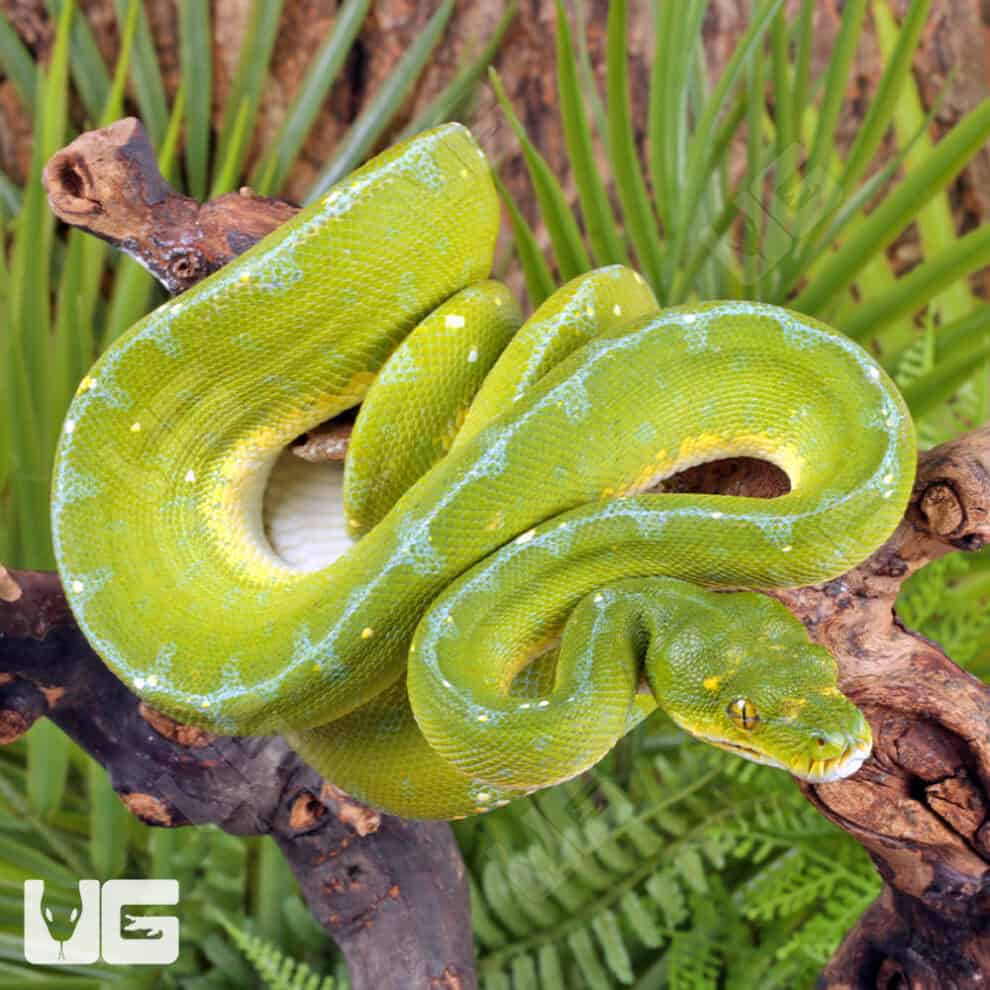 Sorong Green Tree Pythons Morelia Viridis For Sale Underground Reptiles 