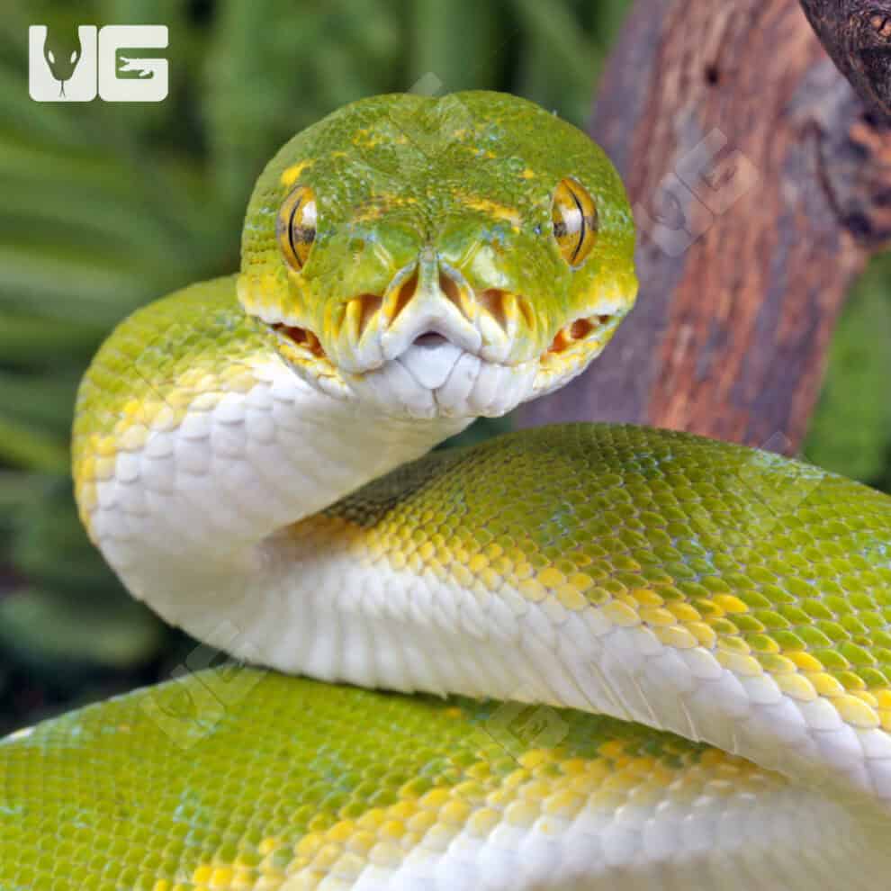 Sorong Green Tree Pythons (Morelia viridis) For Sale - Underground Reptiles