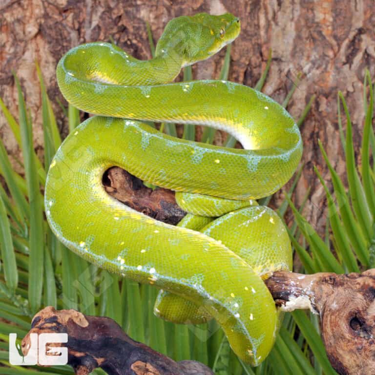 Sorong Green Tree Pythons (Morelia viridis) For Sale - Underground Reptiles