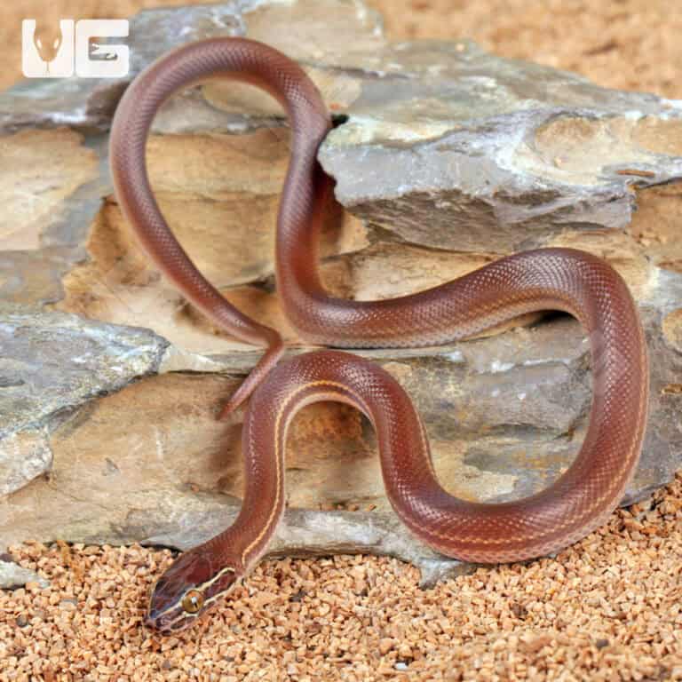 Baby African Brown House Snakes (Boaedon capensis) For Sale ...