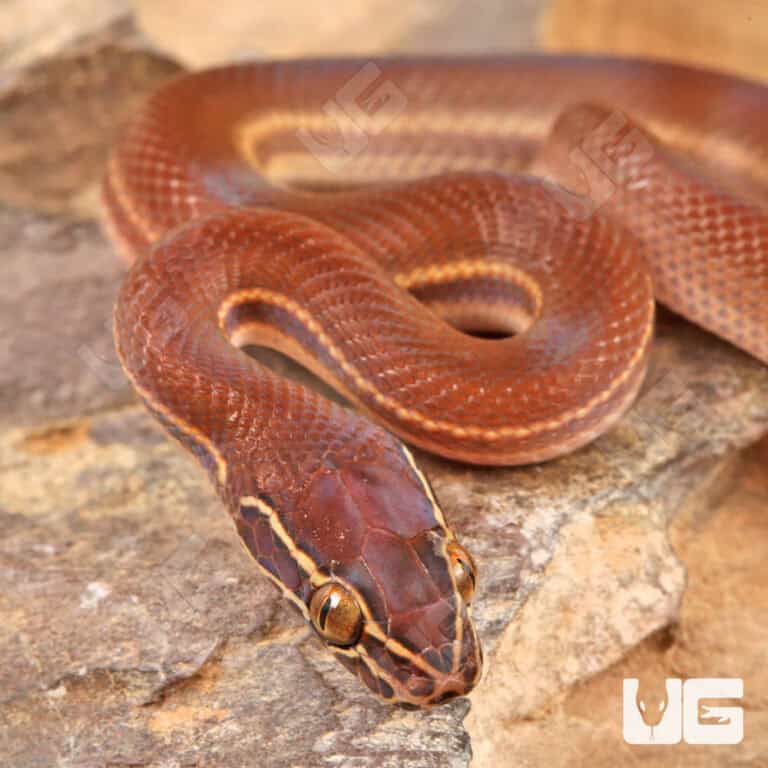 Baby African Brown House Snakes (Boaedon capensis) For Sale ...