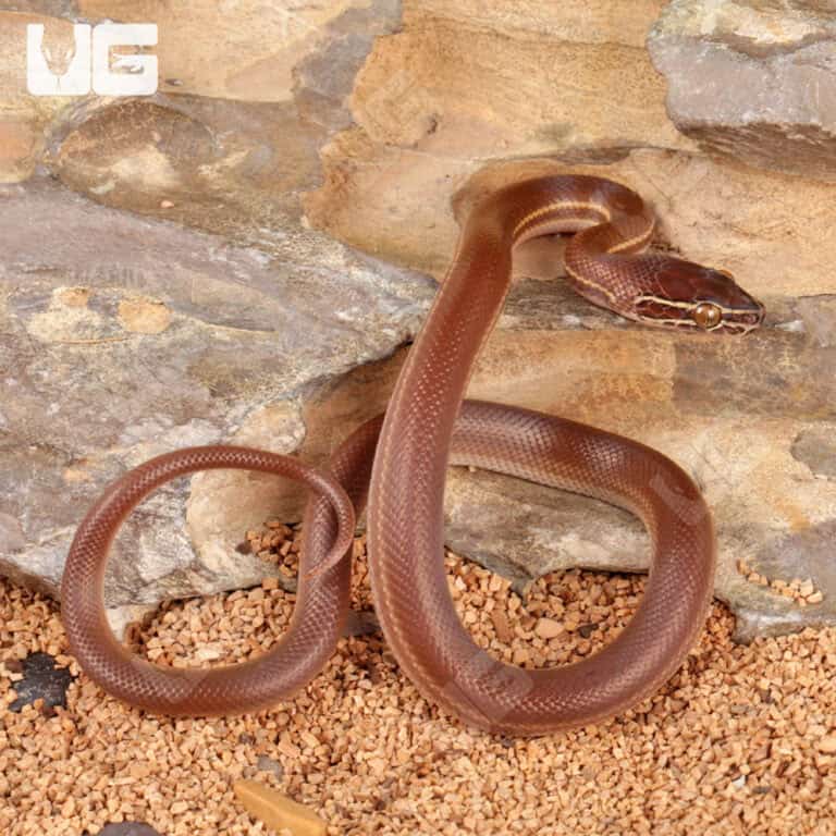 Baby African Brown House Snakes (Boaedon capensis) For Sale ...