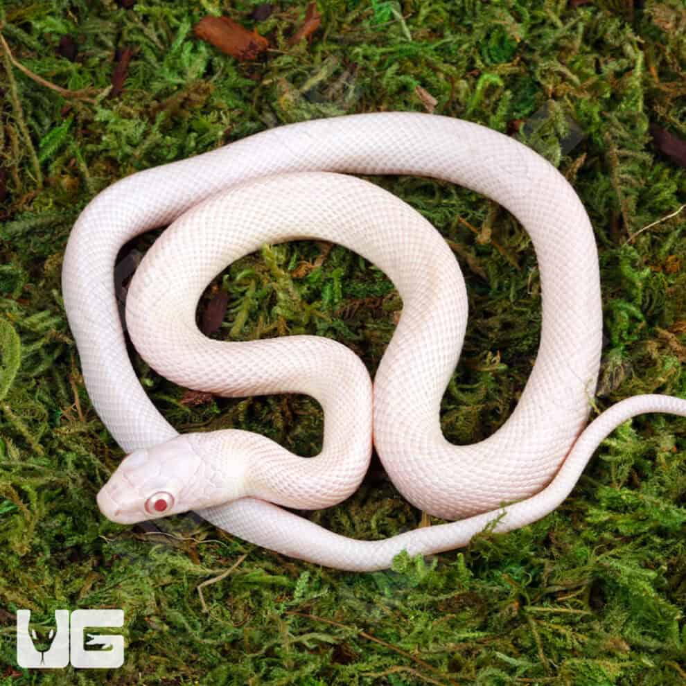 Baby Albino Leucistic Texas Ratsnake (Pantherophis obsoletus) For Sale ...