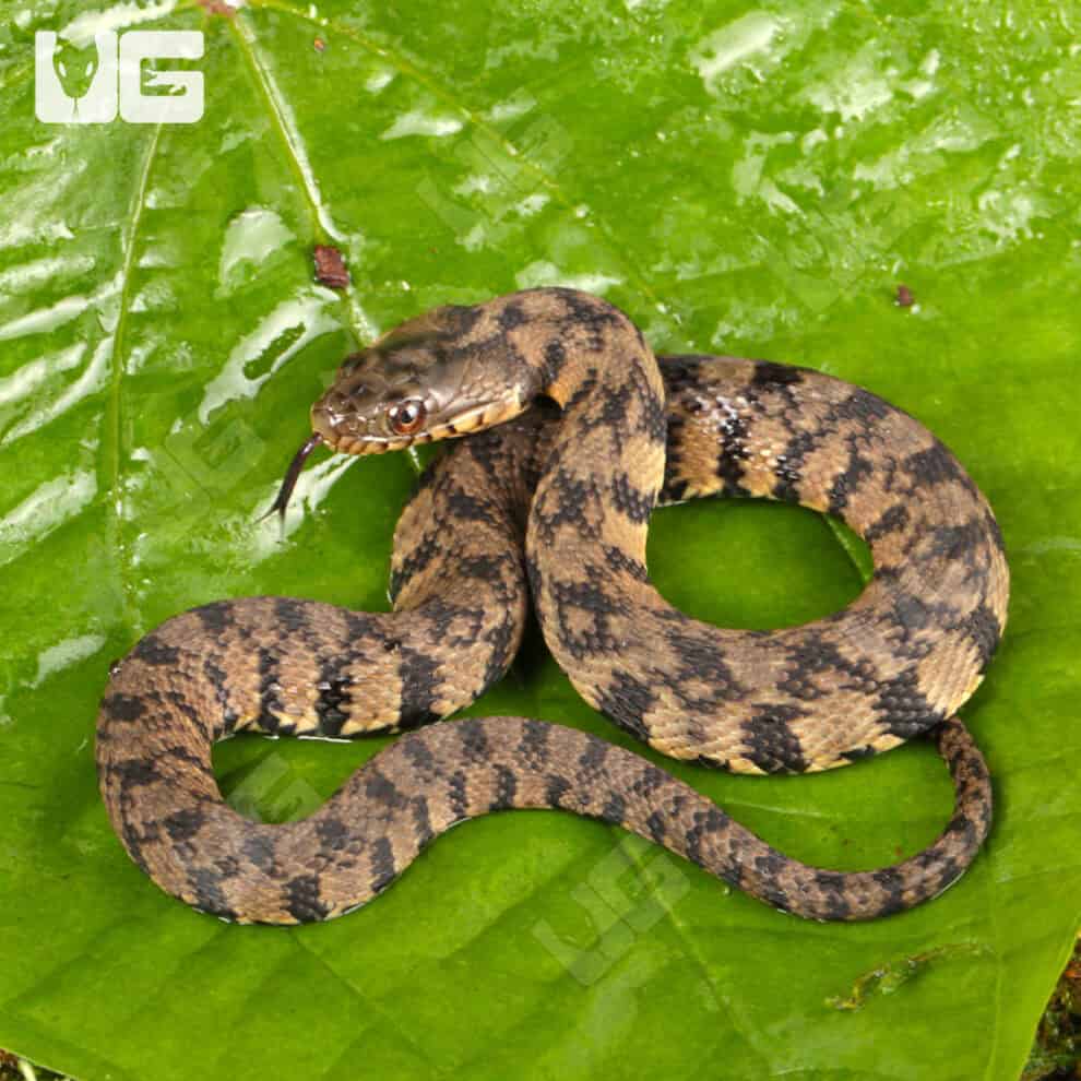 Diamondback Water Snake For Sale - Underground Reptiles