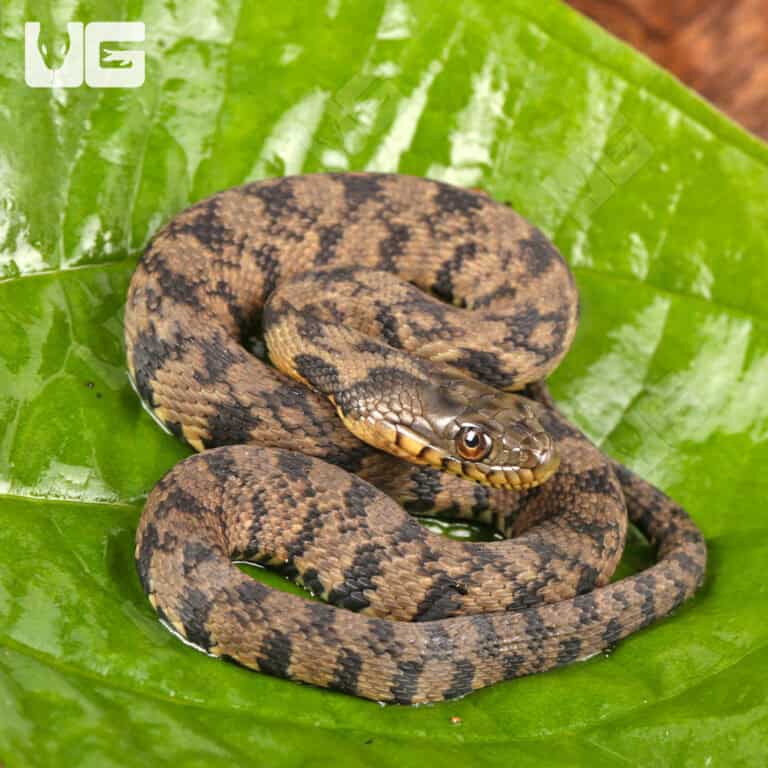 Diamondback Water Snake For Sale - Underground Reptiles