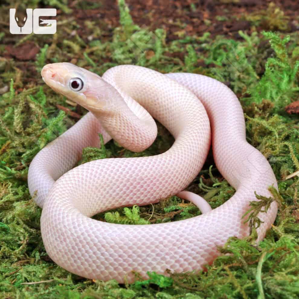 Leucistic Texas Ratsnakes (Pantherophis obsoletus) For Sale ...