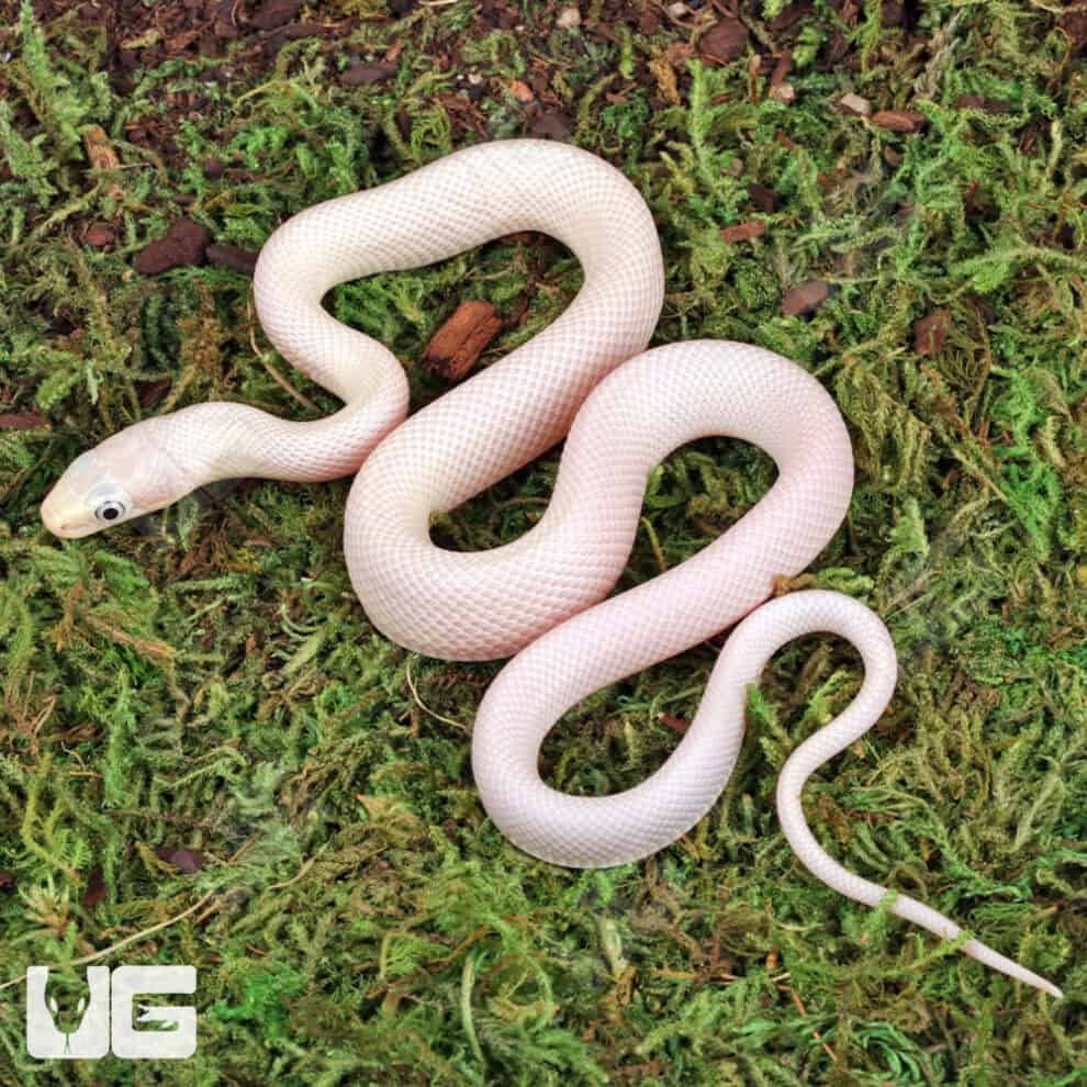 Leucistic Texas Ratsnakes (Pantherophis obsoletus) For Sale ...