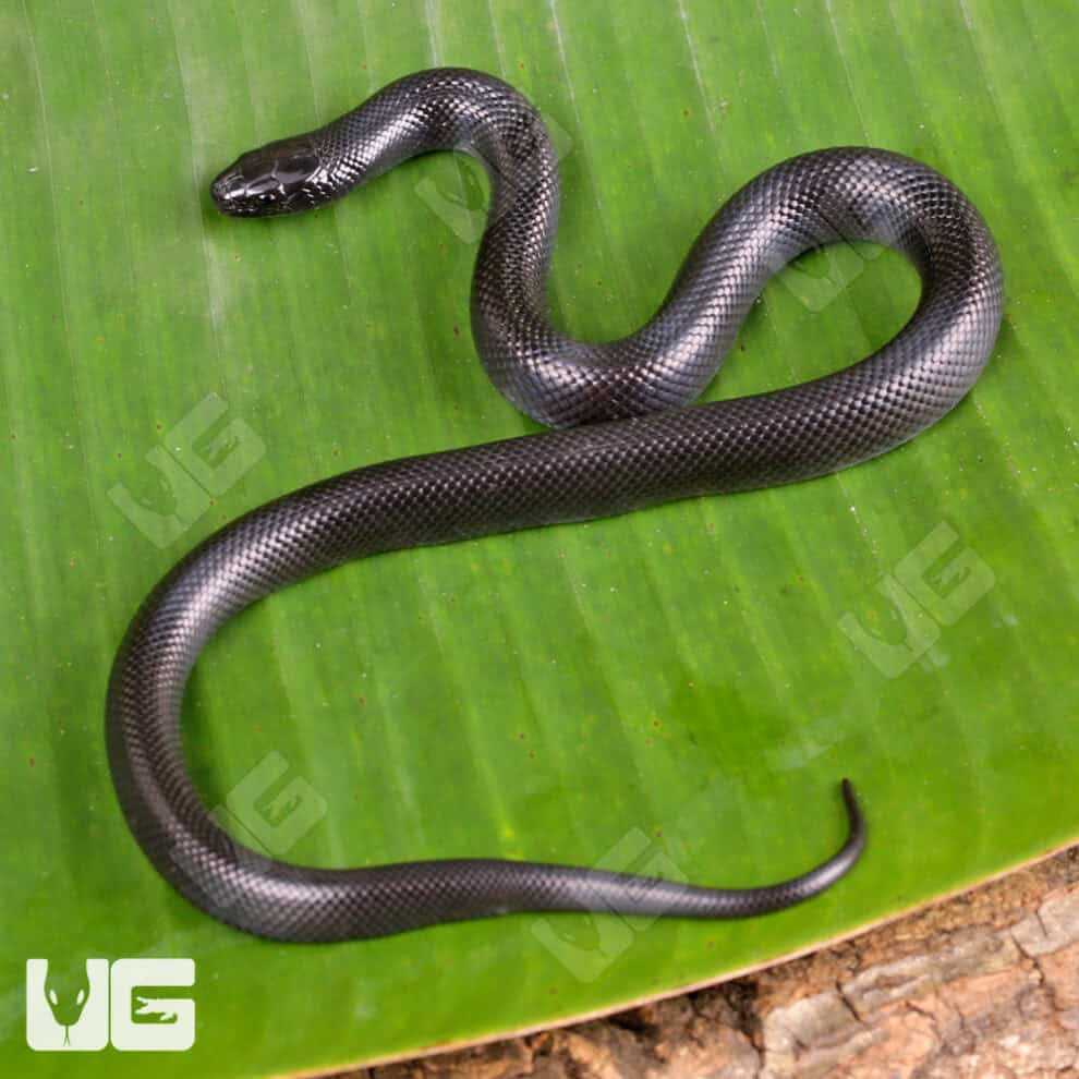 Baby mexican black Kingsnakes for sale - Underground Reptiles