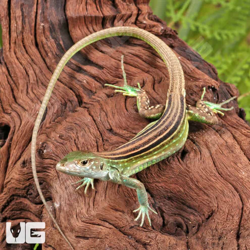 Rainbow Whiptail Lizards (Cnemidophorus lemniscatus) For Sale ...