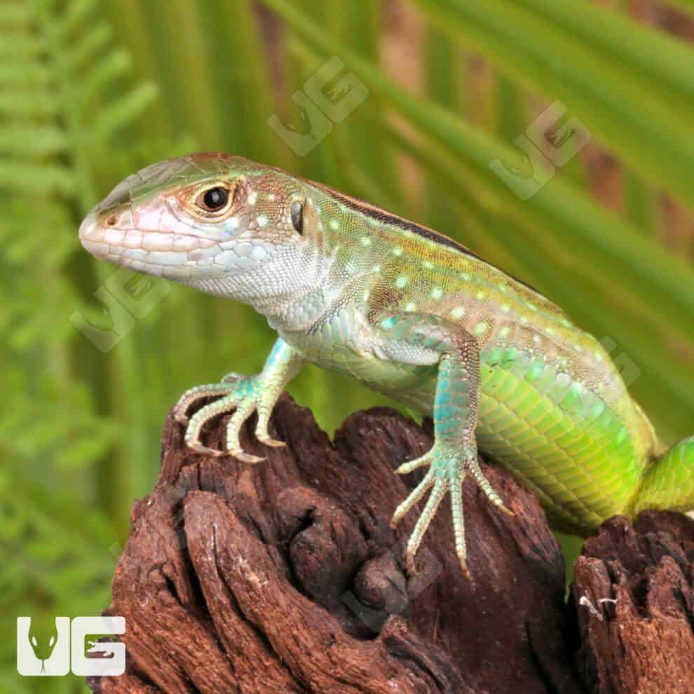 Rainbow Whiptail Lizards (Cnemidophorus lemniscatus) For Sale ...