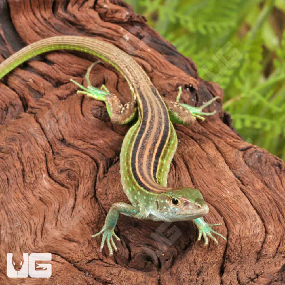 Rainbow Whiptail Lizards (Cnemidophorus lemniscatus) For Sale ...