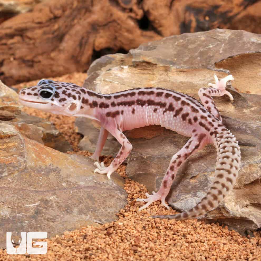 Baby Super Snow Leopard Gecko For Sale - Underground Reptiles